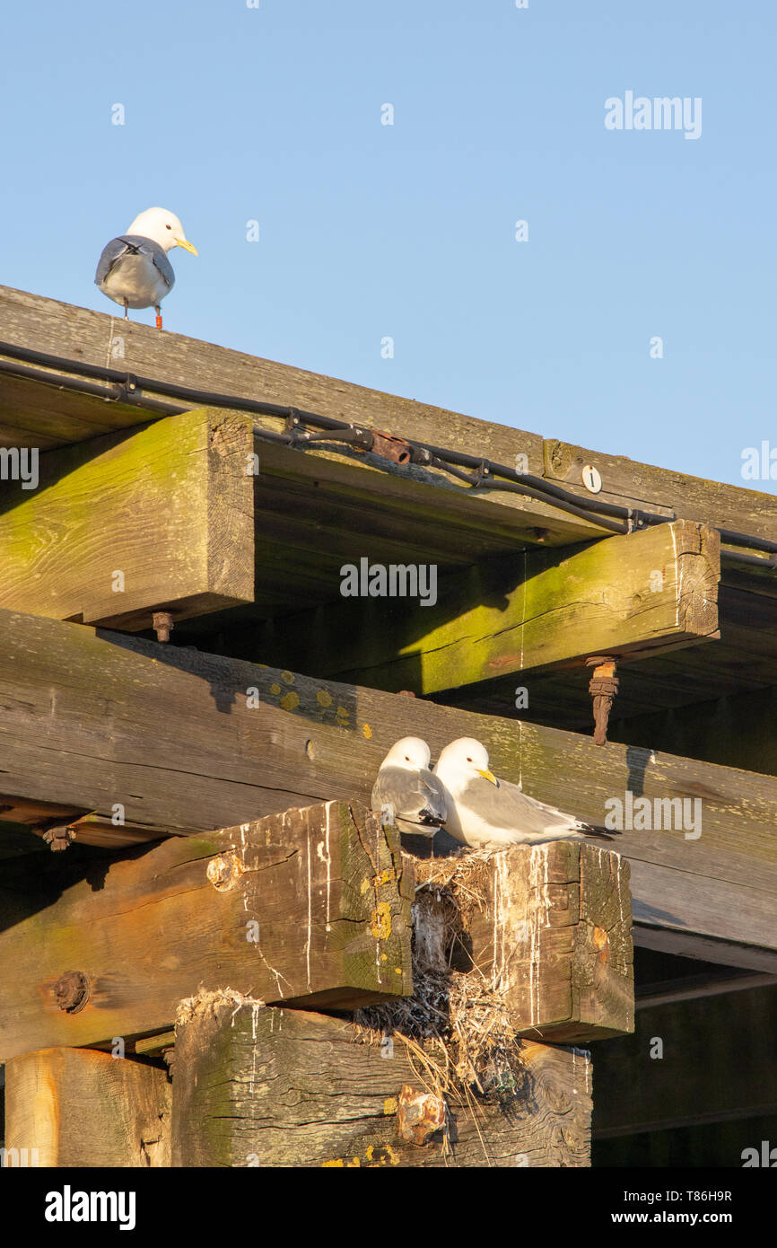 Common Gulls (Larus canus) nesting on Claremont Pier, Lowestoft Stock ...