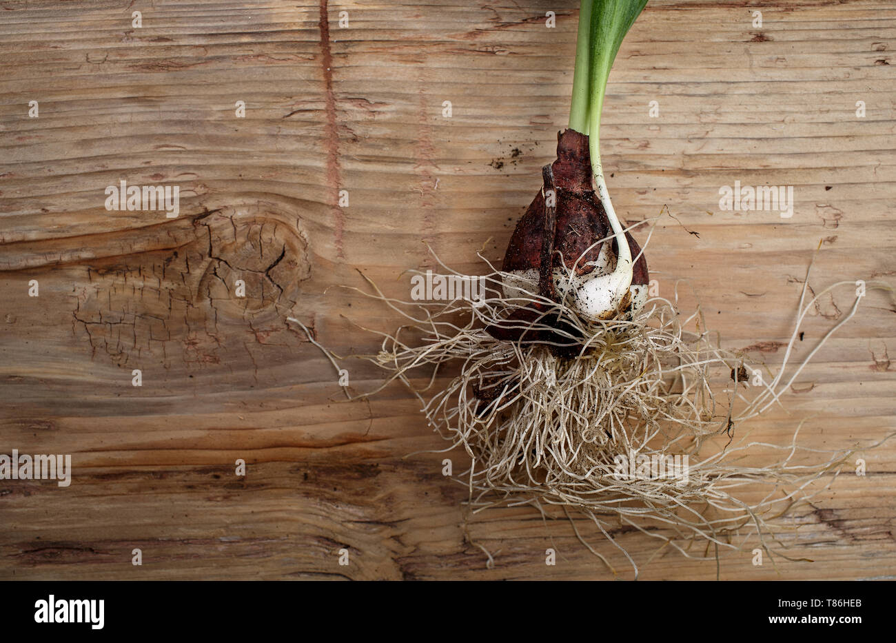Tulip root hi-res stock photography and images - Alamy