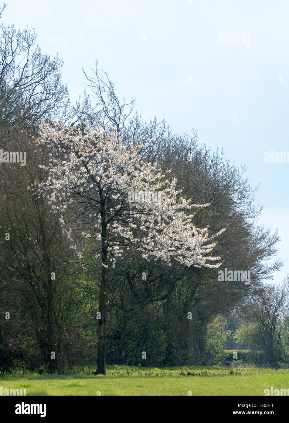 Wild cherry tree hi-res stock photography and images - Alamy