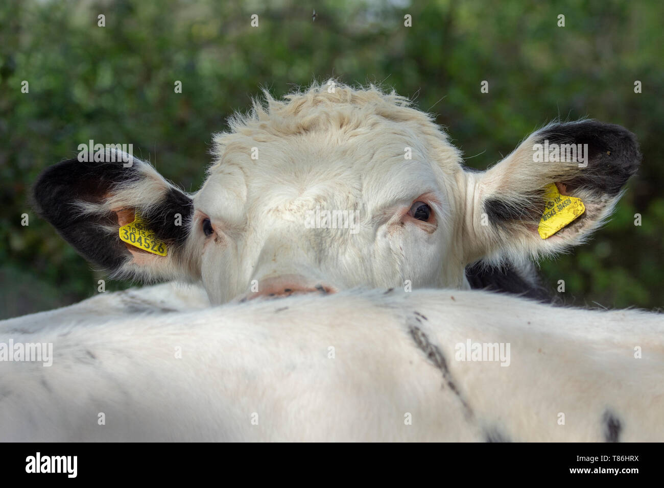 Cow cows cattle livestock hi-res stock photography and images - Alamy