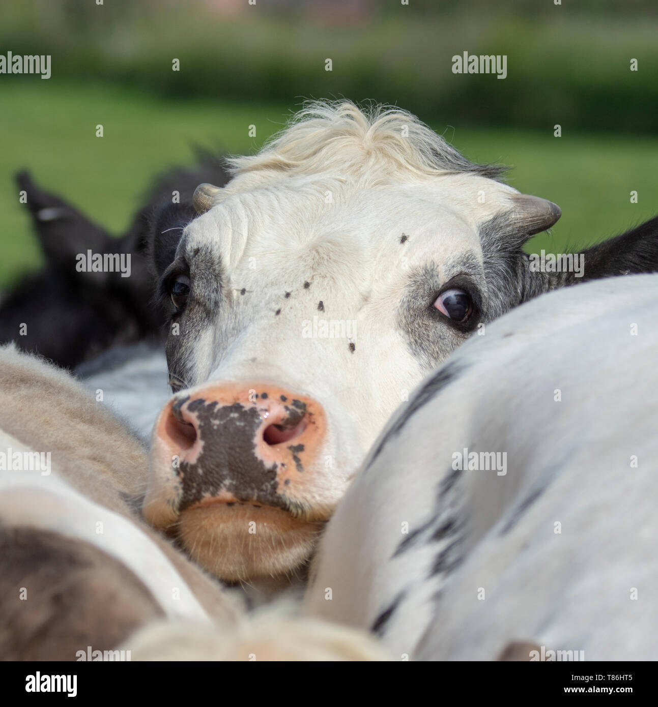 Cow cows cattle livestock hi-res stock photography and images - Alamy