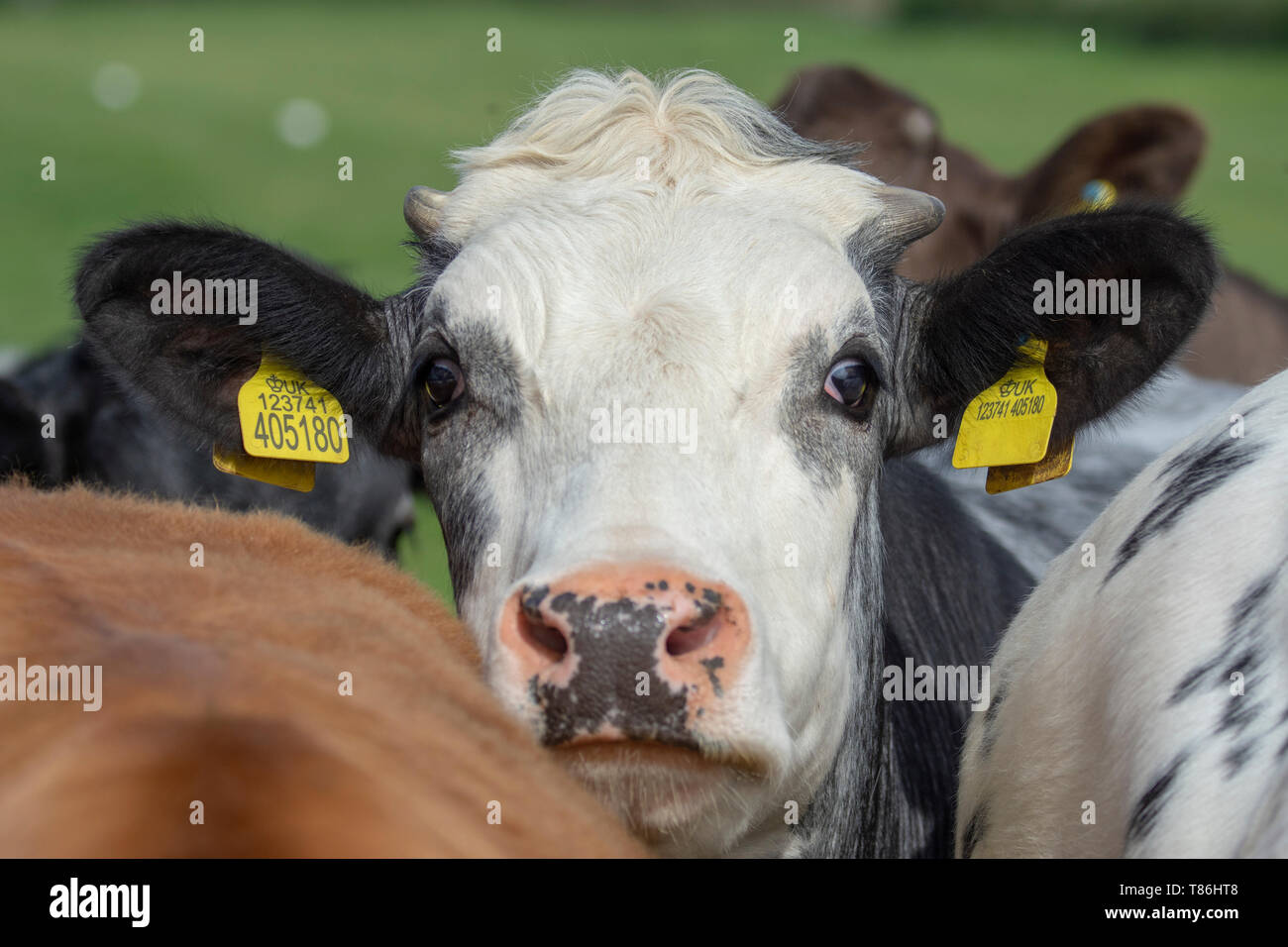 Cow cows cattle livestock hi-res stock photography and images - Alamy