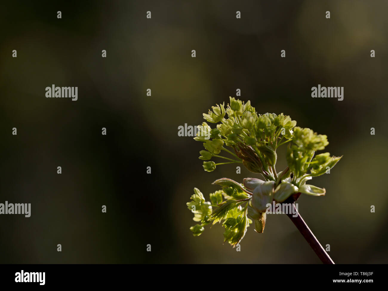 A small branch of a maple tree with small green flowers and growing ...