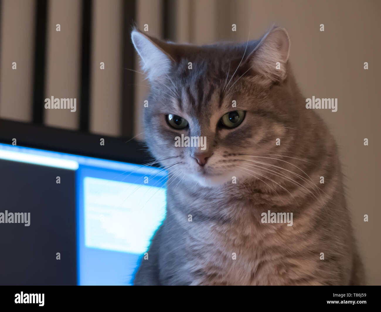 Cat computer screen hi-res stock photography and images - Alamy