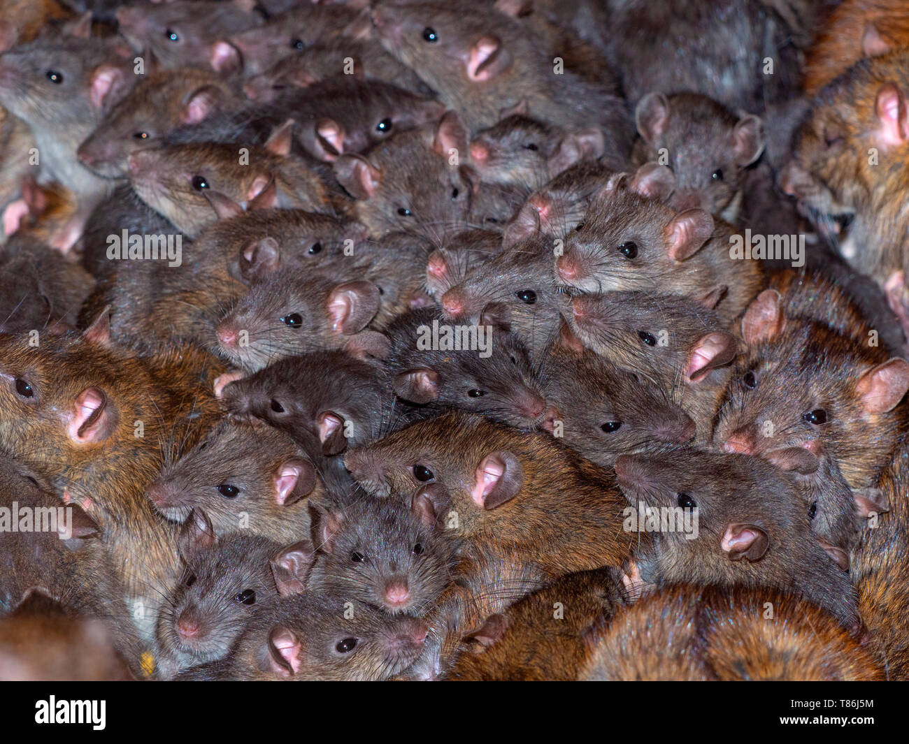 Brown Rats Rattus norvegicus in farm barn Stock Photo - Alamy