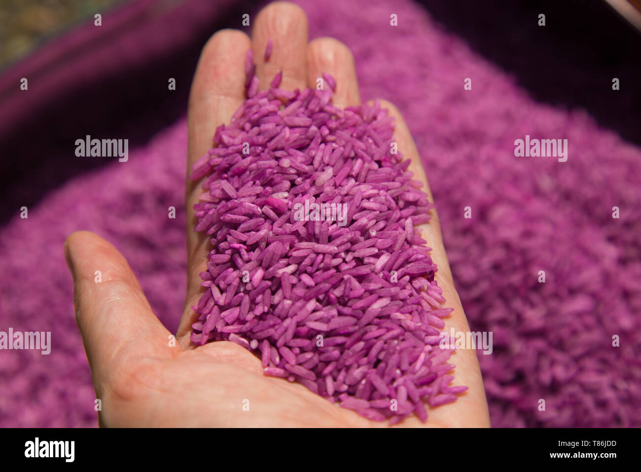 Hand holding purple rice grains food harvest closeup Stock Photo - Alamy