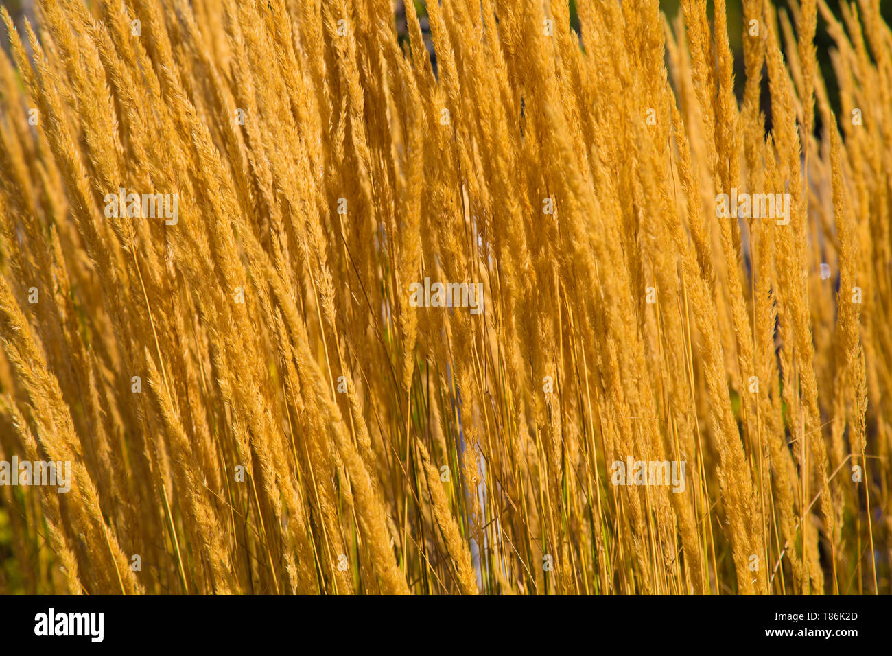 Yellow dry grass field background sunny day Stock Photo - Alamy