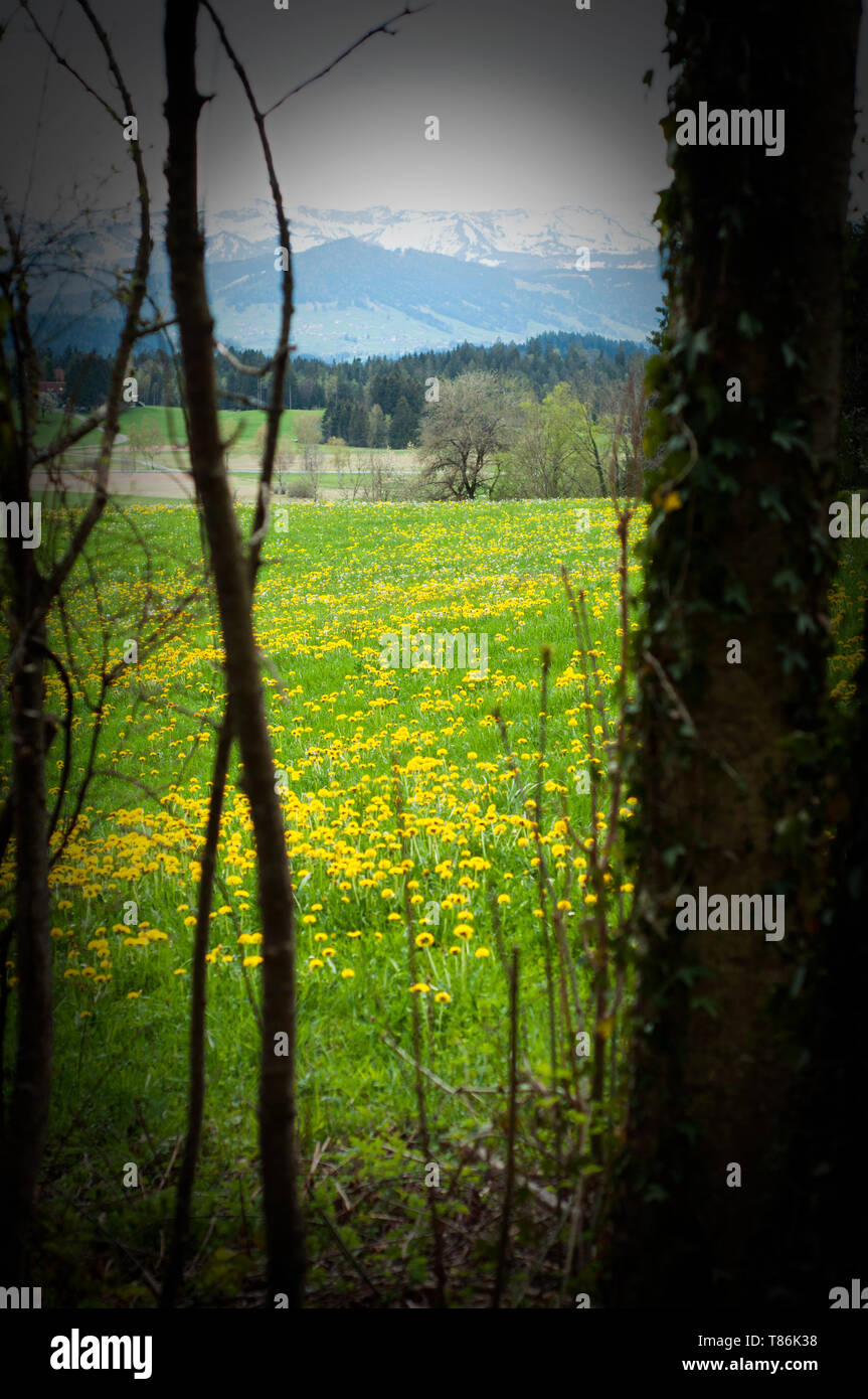Scheidegg, Germany - April 24, 2019: Spring meadow with dandelions and ...