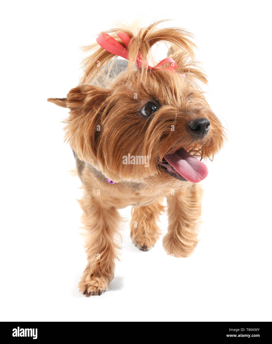 Funny dog yorkshire on Cut Out Stock Images & Pictures - Alamy