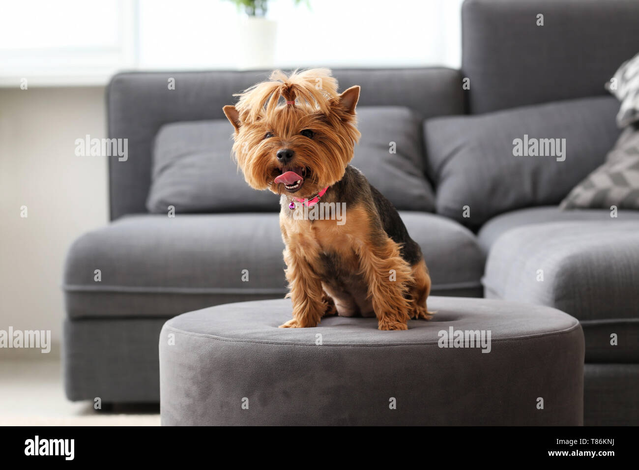 Cute funny dog on pouf at home Stock Photo - Alamy