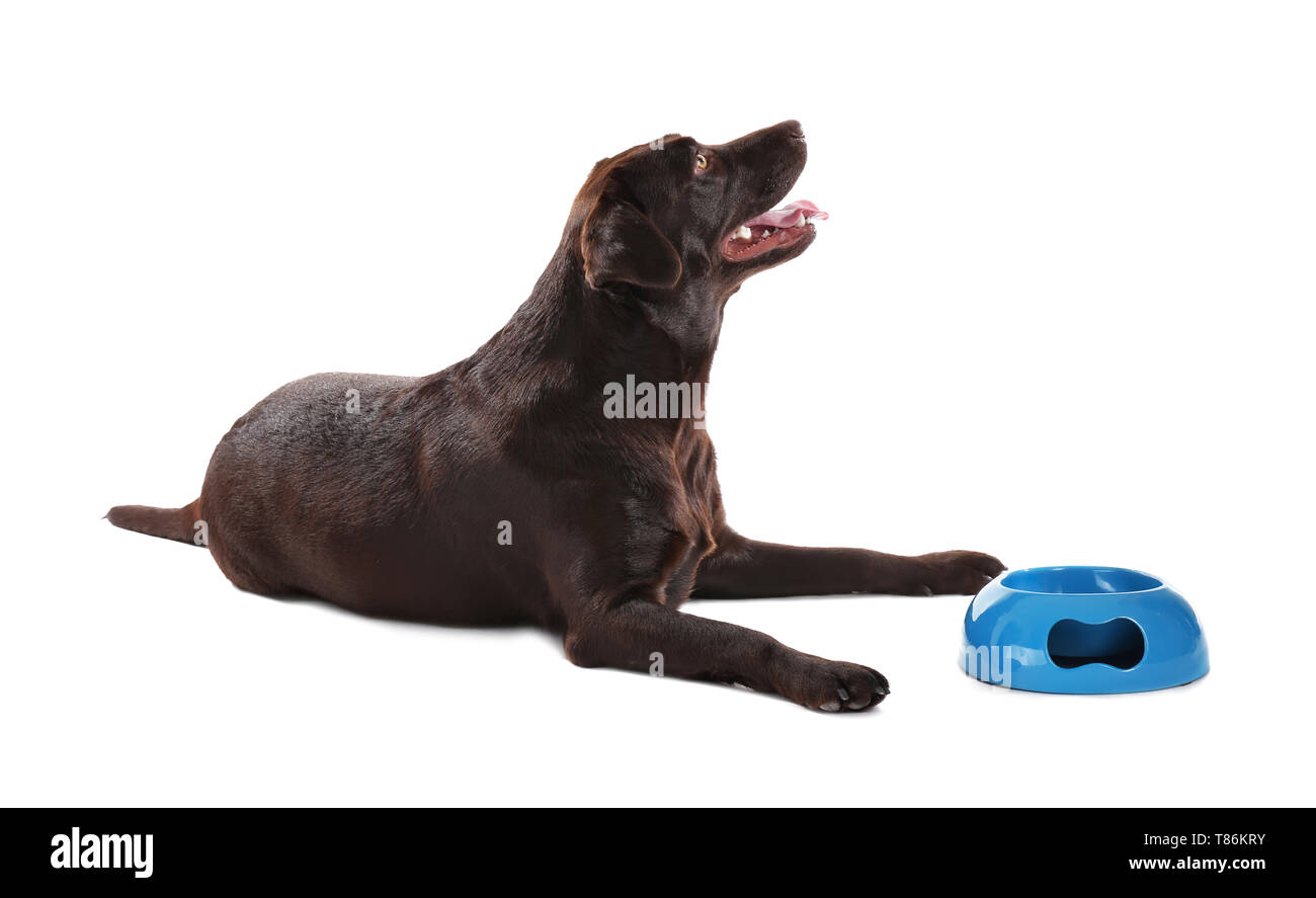 Cute funny dog with empty bowl on white background Stock Photo - Alamy