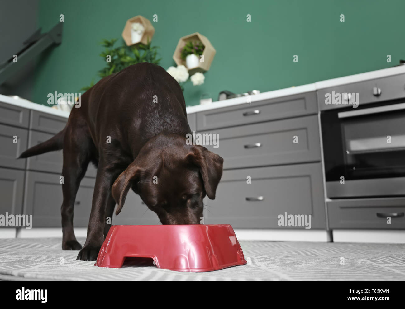 Cute funny dog eating at home Stock Photo - Alamy