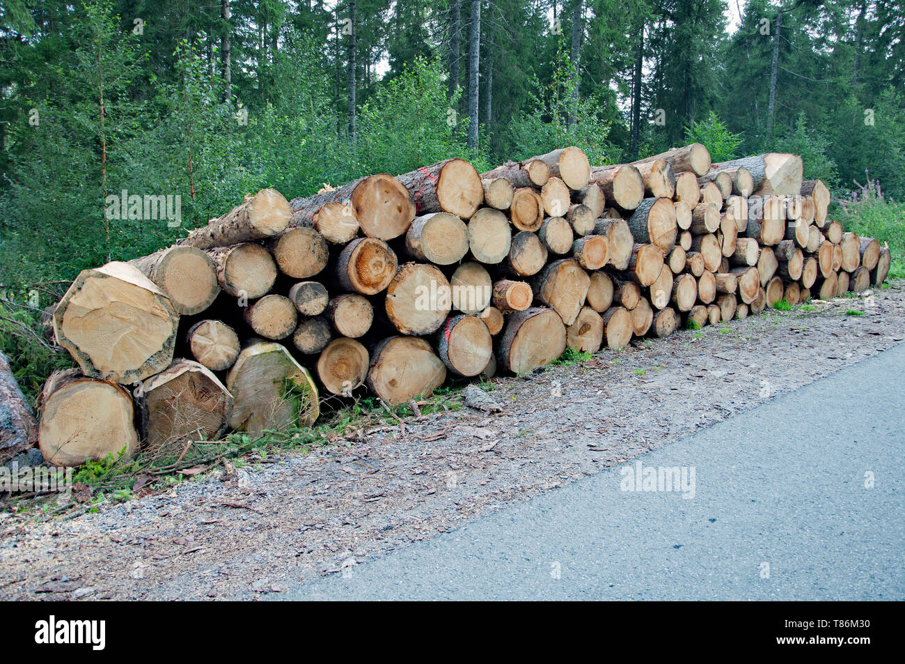 Black Forest in Bavaria, Germany. Untouched nature with mountains ...