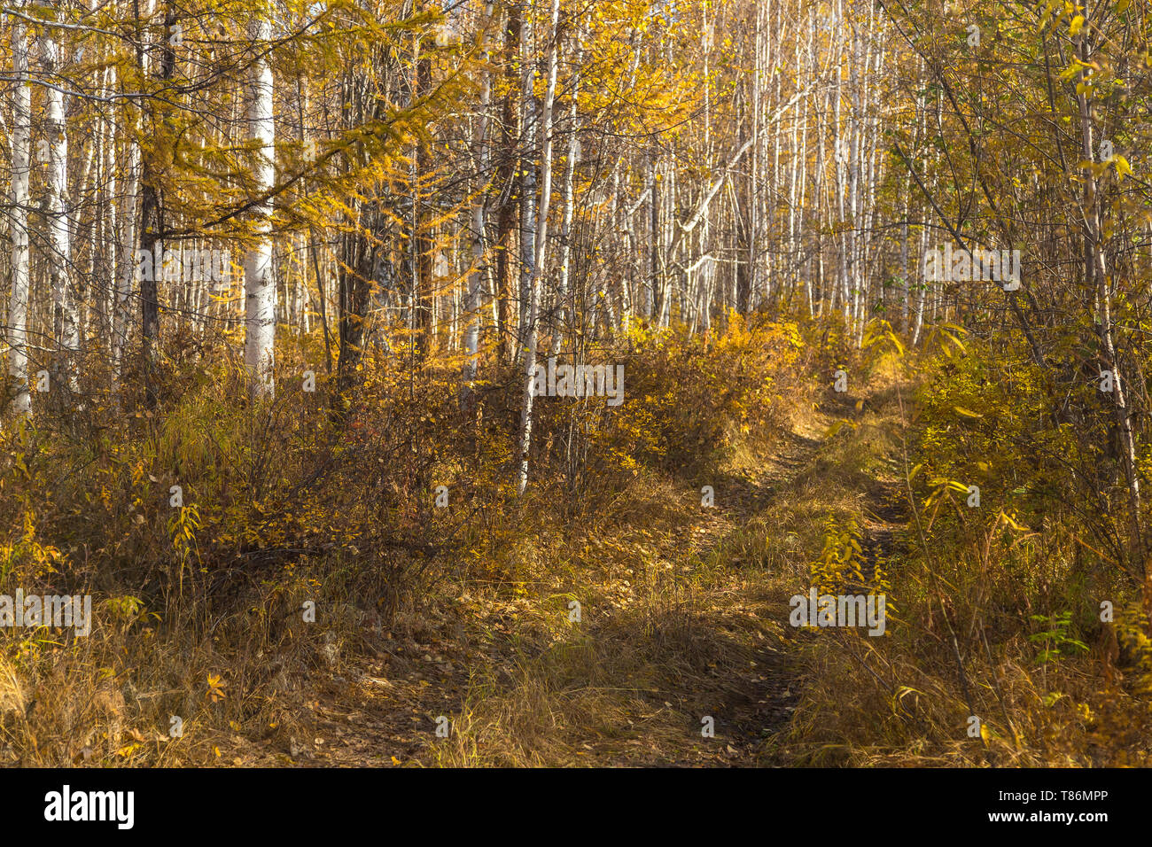 Forest in autumn colors on the Kamchatka Peninsula. Birch trees and ...