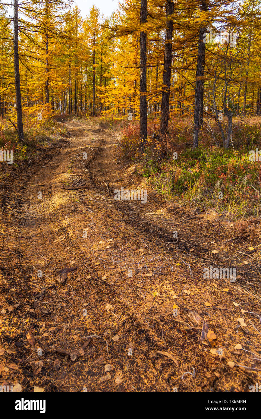 Forest in autumn colors on the Kamchatka Peninsula. Birch trees and ...