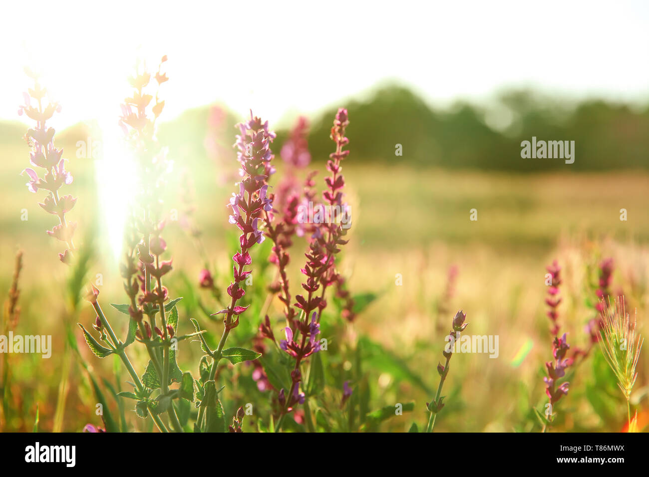 Beautiful sage flowers in field on spring day Stock Photo - Alamy