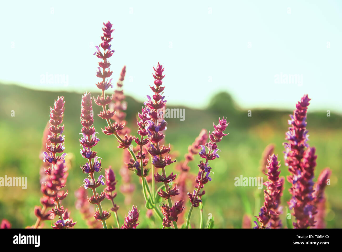 Beautiful sage flowers in field on spring day Stock Photo - Alamy