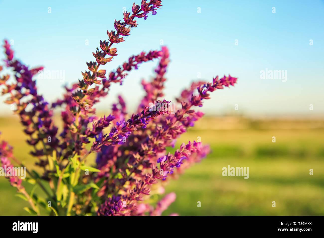 Beautiful sage hi-res stock photography and images - Alamy