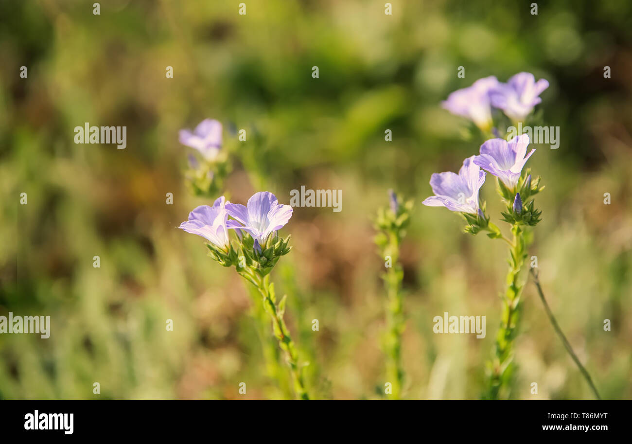 Spring meadow with wild blue flowers Stock Photo - Alamy