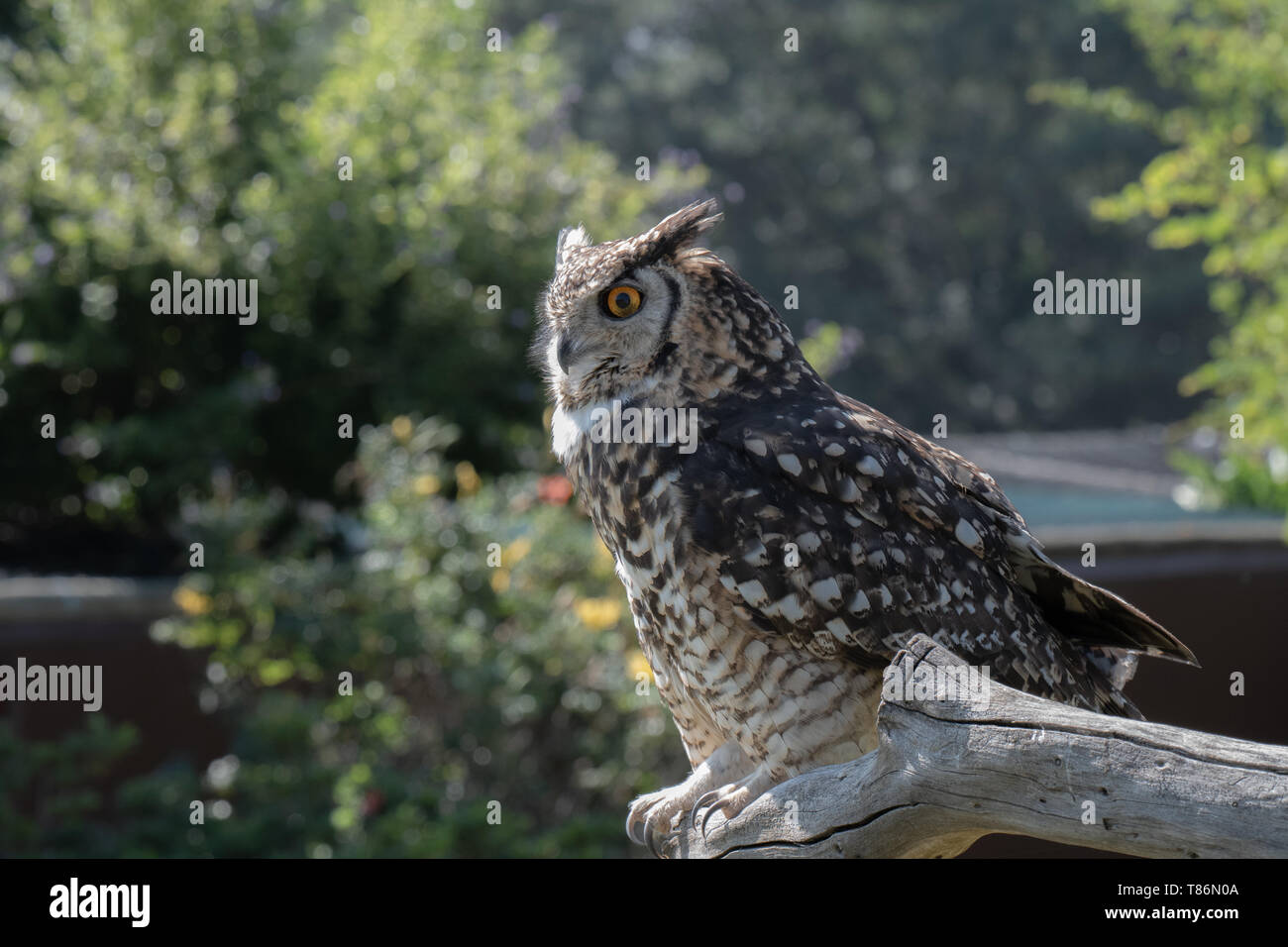 Perch beautiful wildlife owl nature hi-res stock photography and images ...