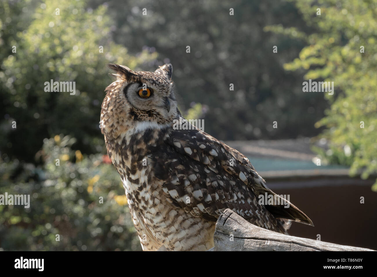 Cape Eagle Owl Bubo Capensis High Resolution Stock Photography and ...