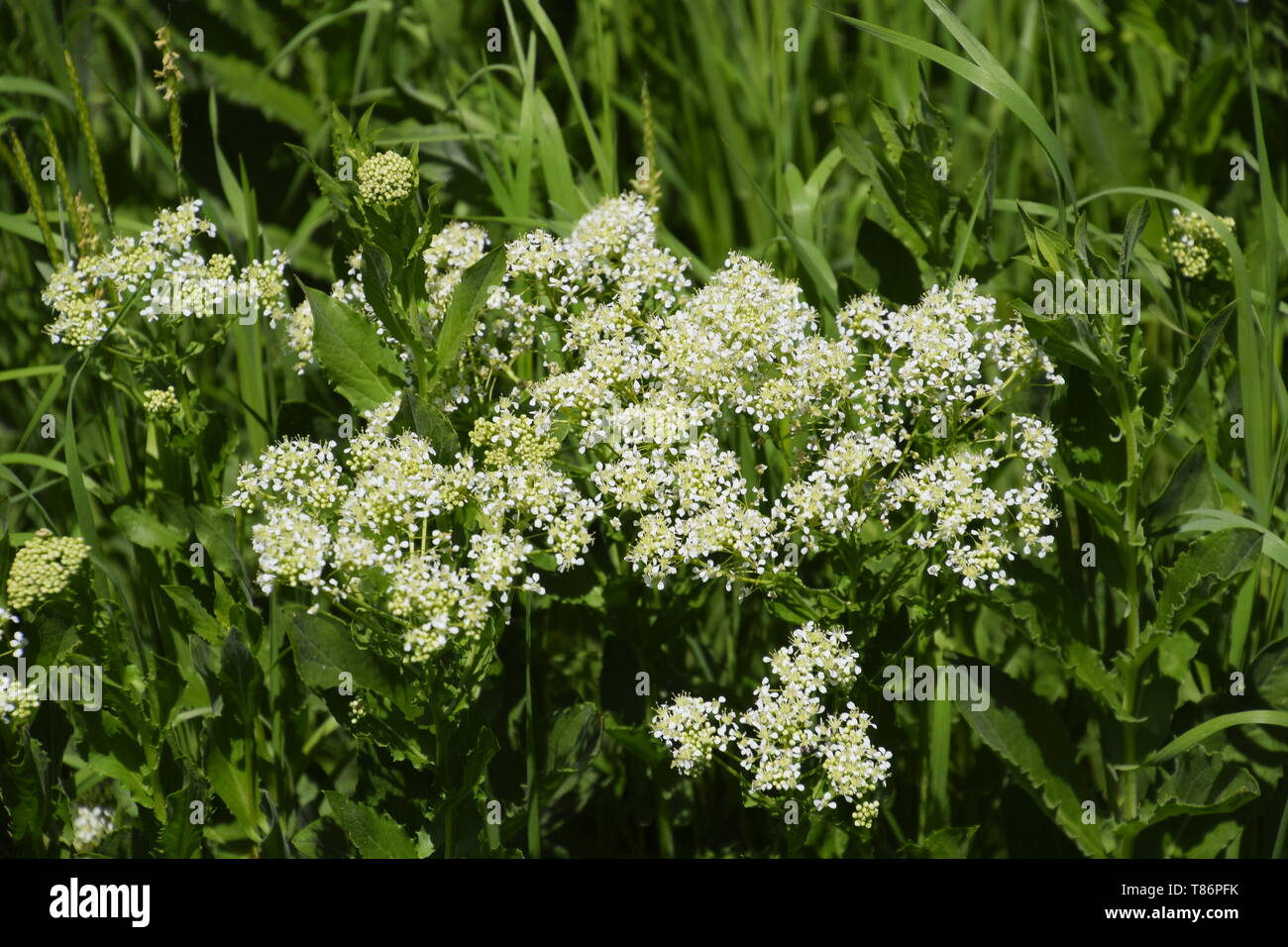 Lepidium a draba white flowers Lepidium draba Stock Photo - Alamy