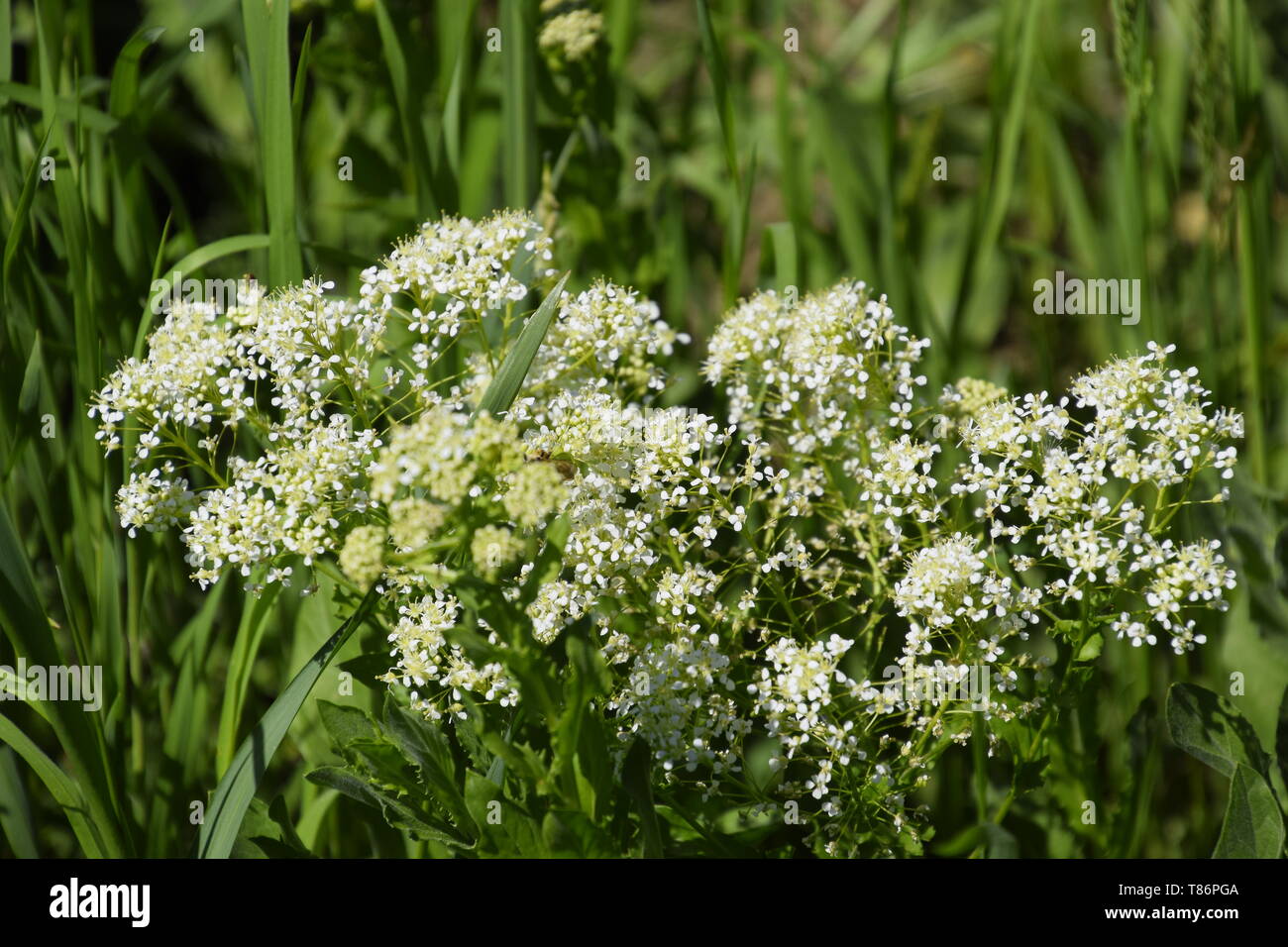 Lepidium a draba white flowers Lepidium draba Stock Photo - Alamy