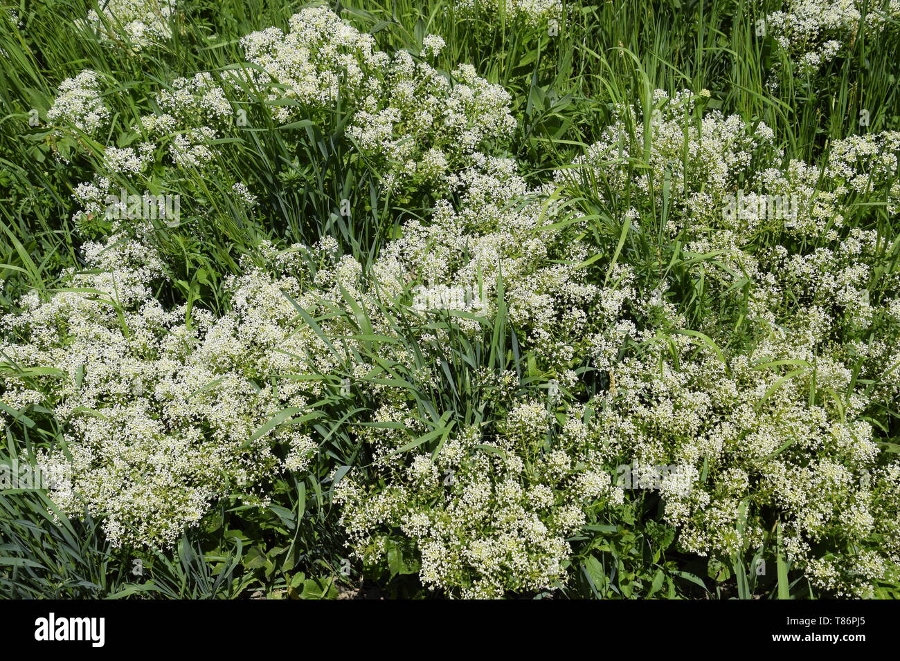 Lepidium a draba white flowers Lepidium draba Stock Photo - Alamy