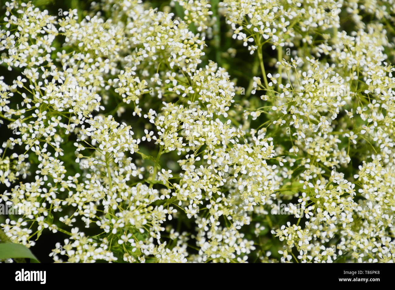 Lepidium a draba white flowers Lepidium draba Stock Photo - Alamy