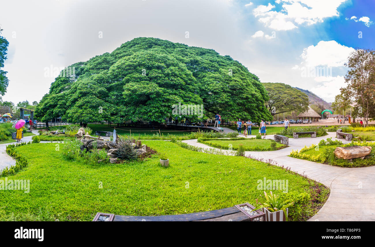 Kanchanaburi, Thailand - April 28, 2019 : A Giant Rain Tree (Chamchuri ...