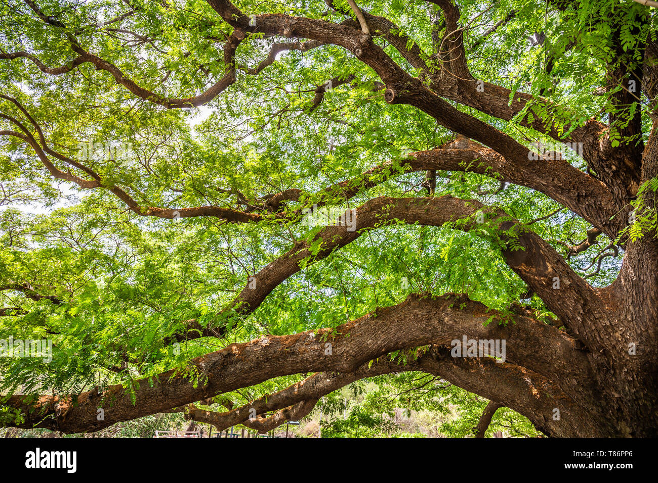 Giant green tree at Kanchanaburi or Big chamchuri Thailand. Copy space ...
