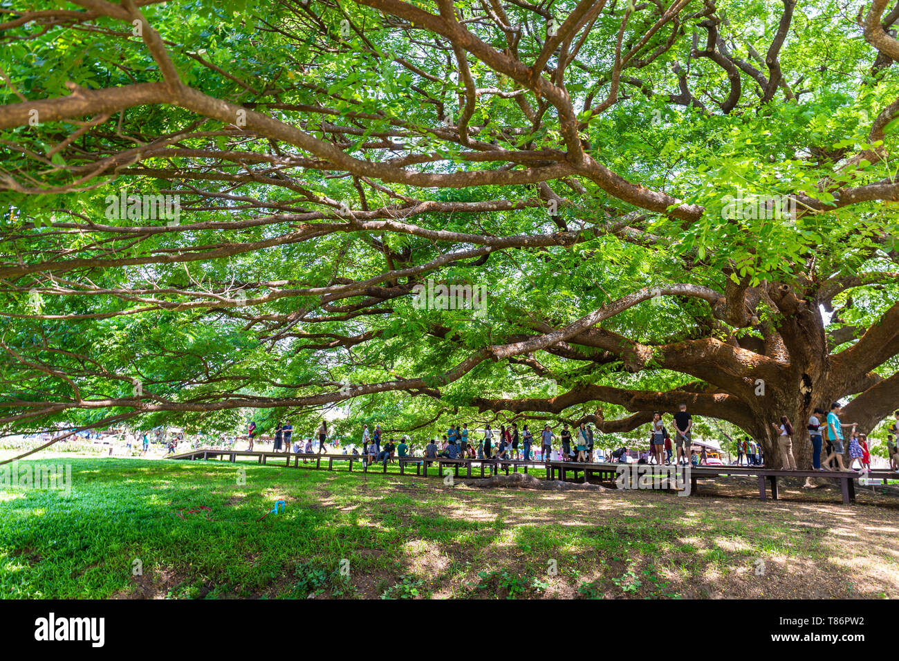 Kanchanaburi, Thailand - April 28, 2019 : A Giant Rain Tree (Chamchuri ...