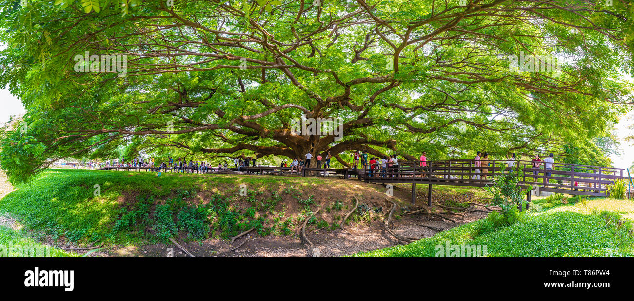 Kanchanaburi, Thailand - April 28, 2019 : A Giant Rain Tree (Chamchuri ...