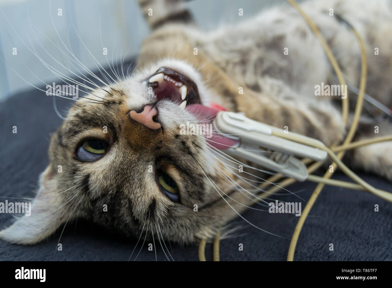sedated cat with lingual probe attached to monitor the SPO2 during ...