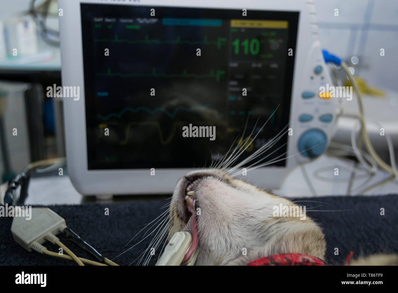 sedated cat with lingual probe attached to monitor the SPO2 during ...