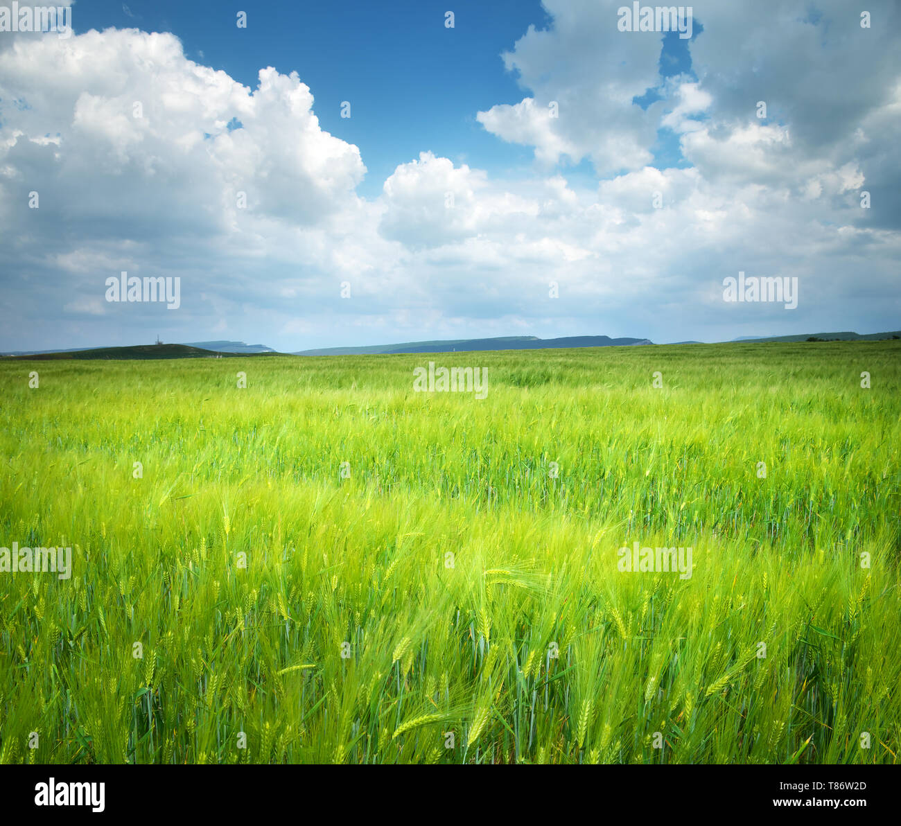 Meadow of wheat. Nature composition Stock Photo - Alamy
