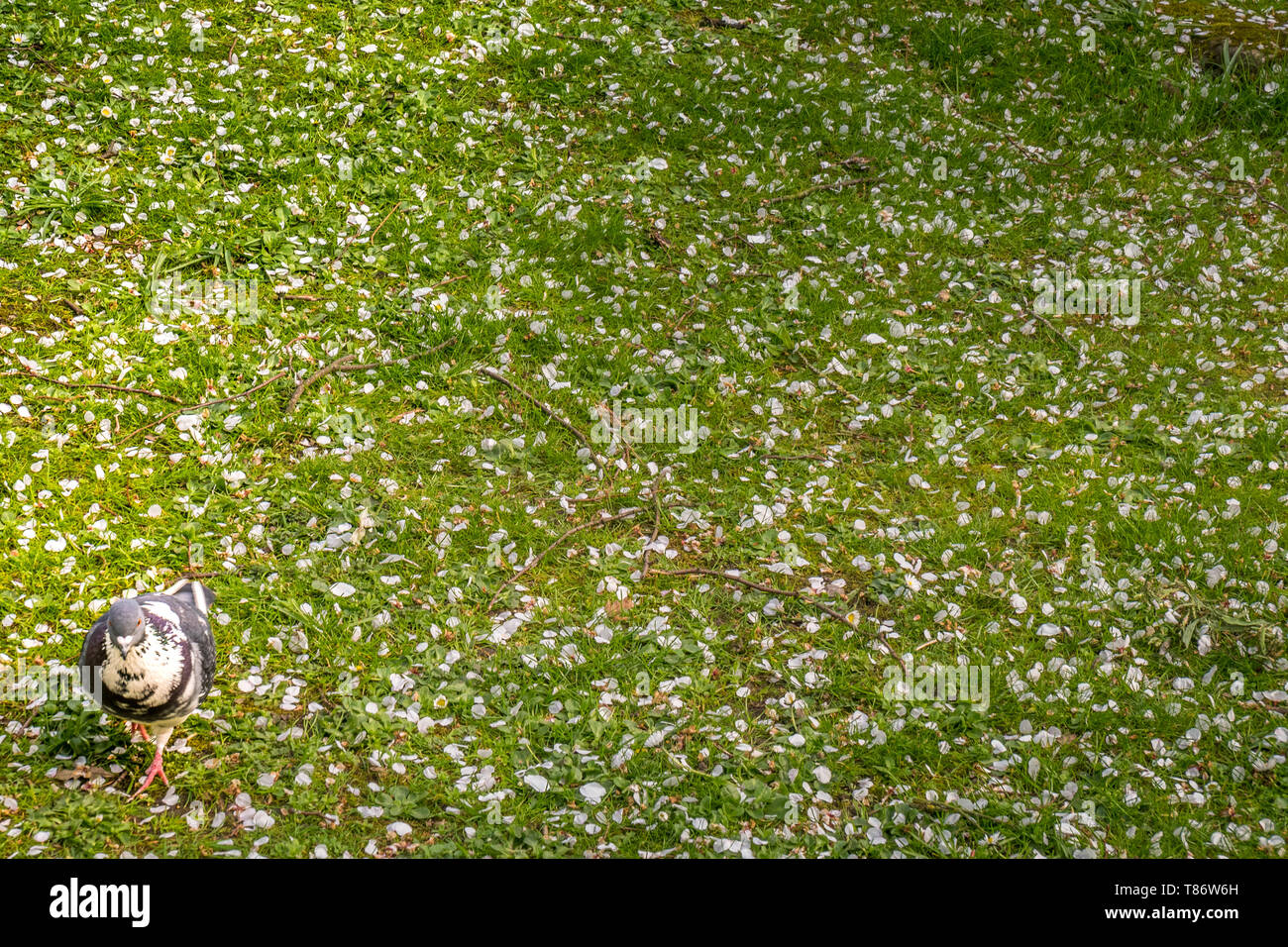 A lone dove is walking on the beautiful grass Stock Photo - Alamy