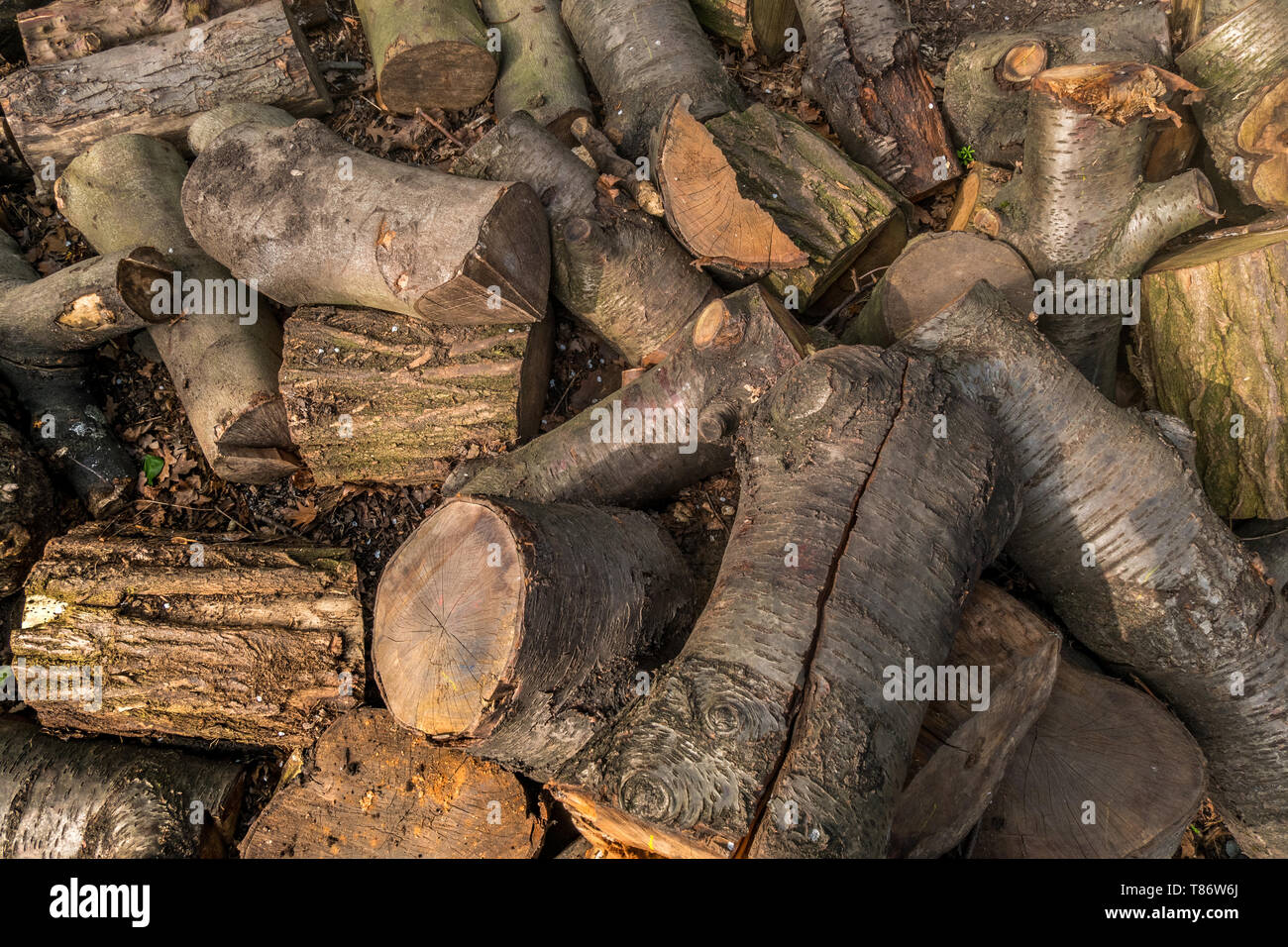 Wooden natural cut in the Forest Park, logs textured background, top ...