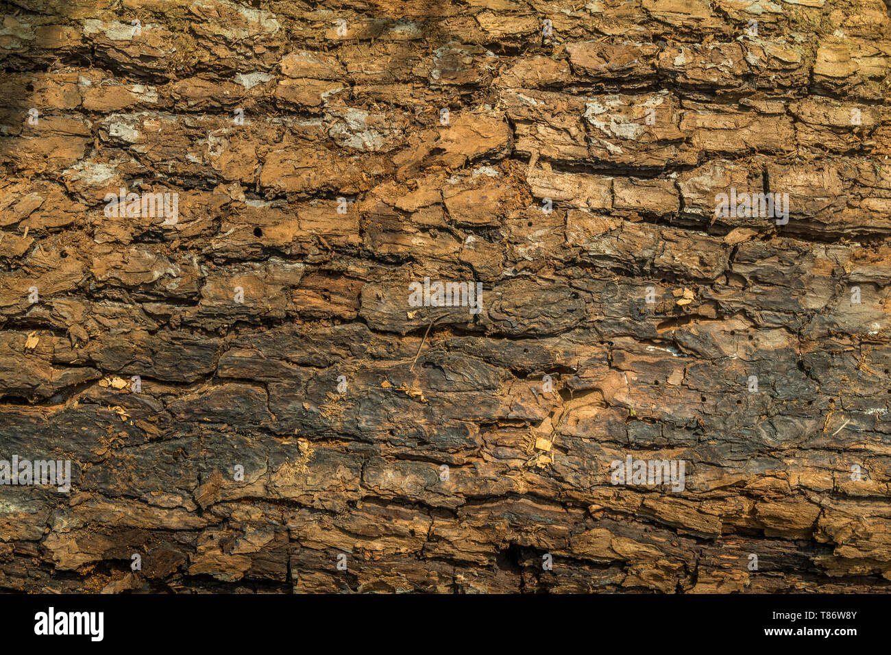 Beautiful detail and texture from big tree Suitable for making ...