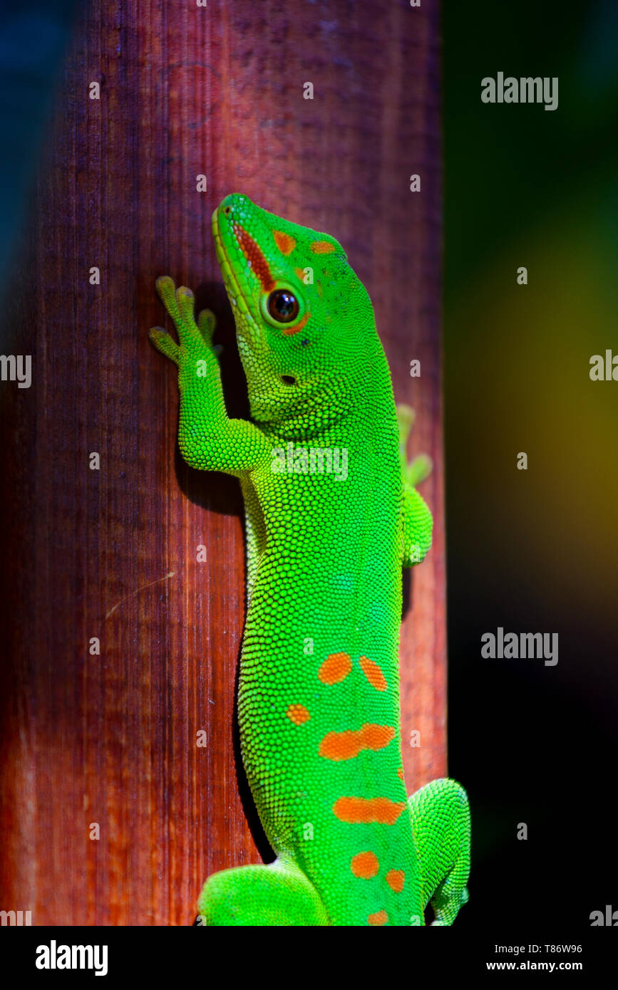 A beautiful green gecko animal at Reunion Island Stock Photo - Alamy