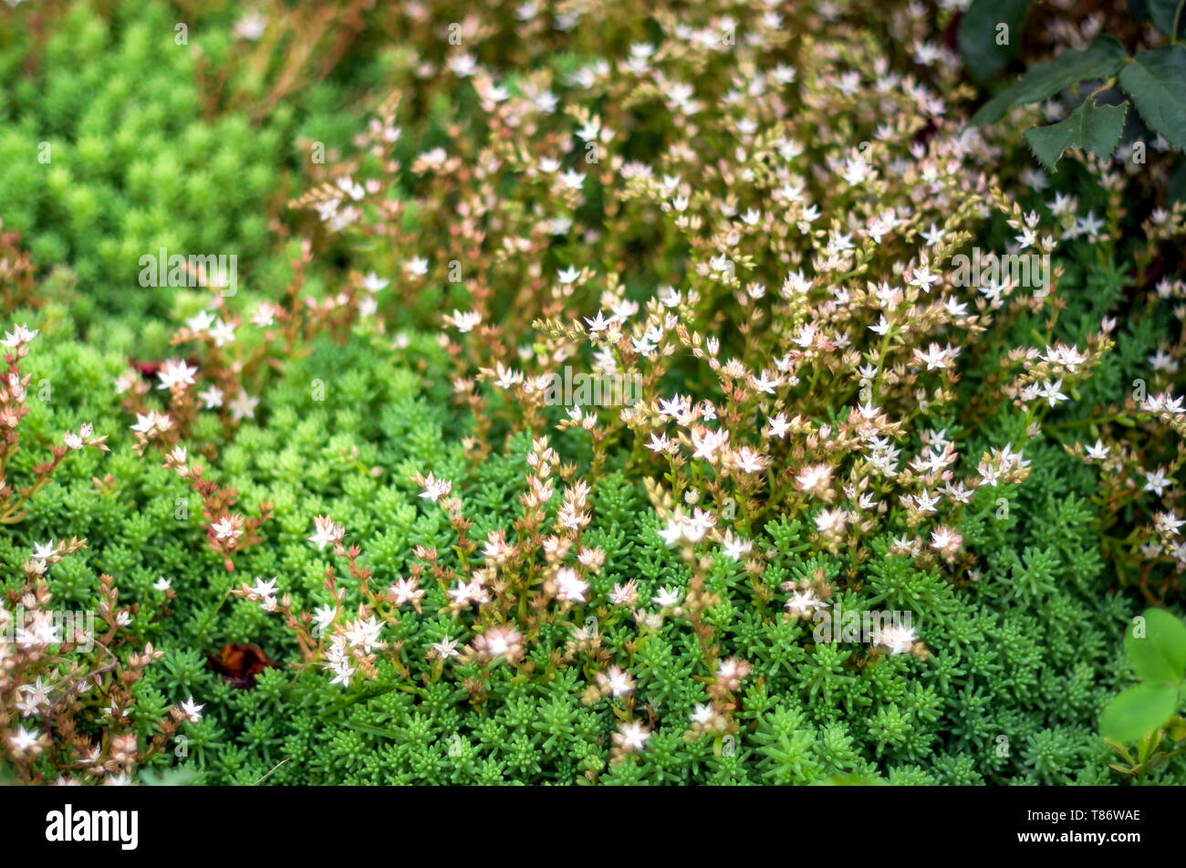 Blooming English Stonecrop, Sedum Anglicum. Succulent Plant with Star ...