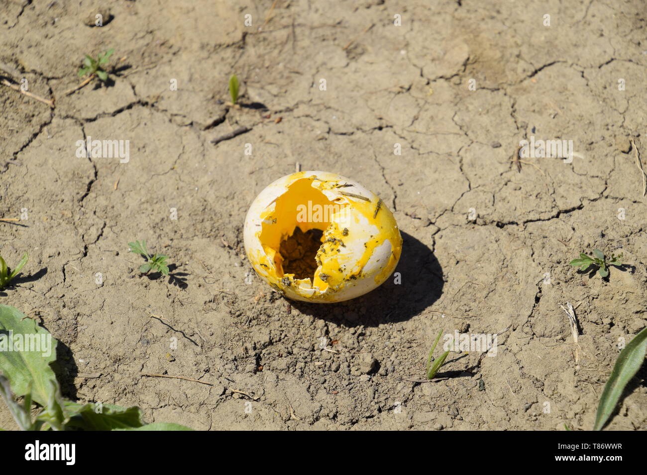 Shell thief hi-res stock photography and images - Alamy