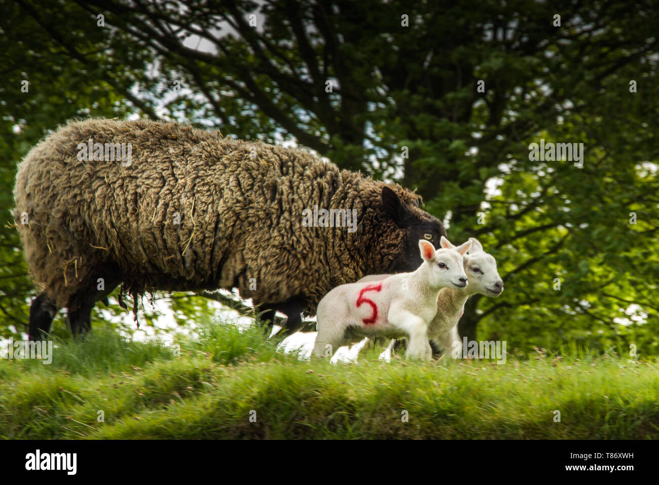 5 lambs hi-res stock photography and images - Alamy