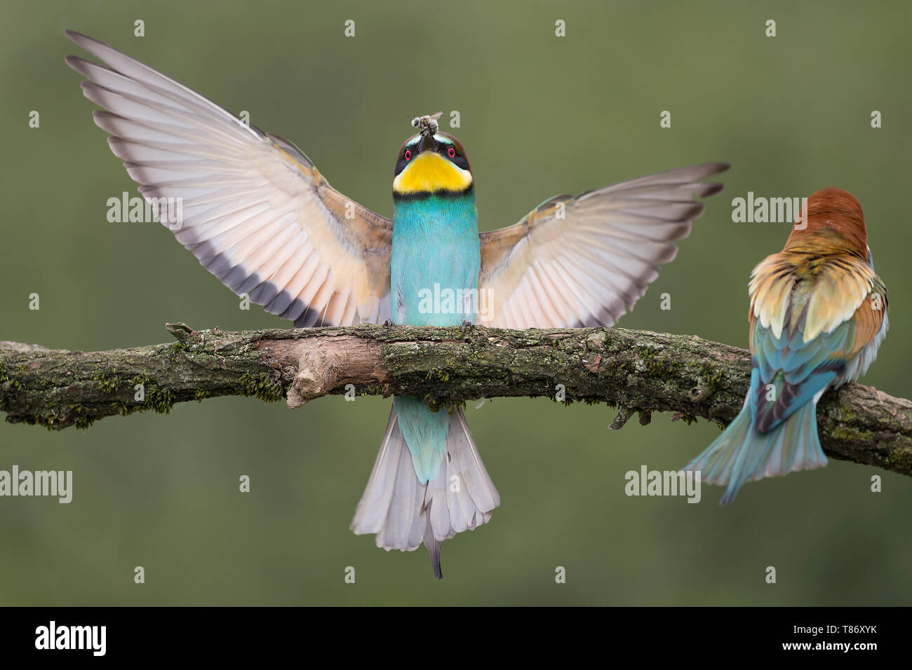 Bee aviary hi-res stock photography and images - Alamy