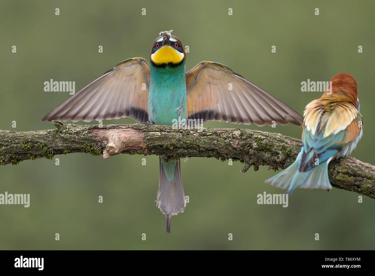 Wonderful landing of European bee eater (Merops apiaster Stock Photo ...