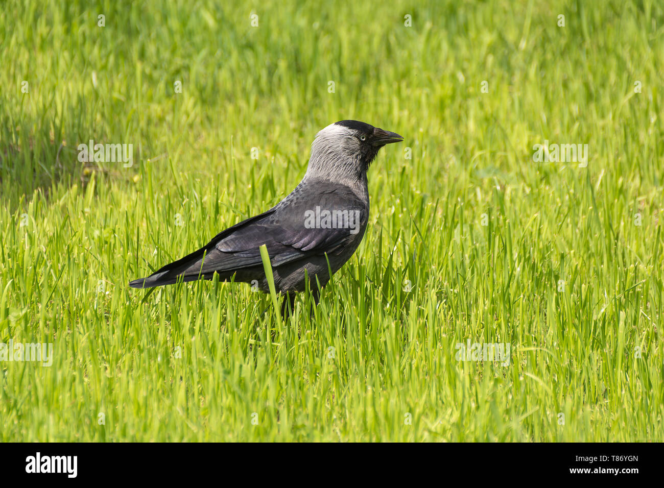 Coloeus monedula or Corvus monedula walking in a grass field. Sunny ...