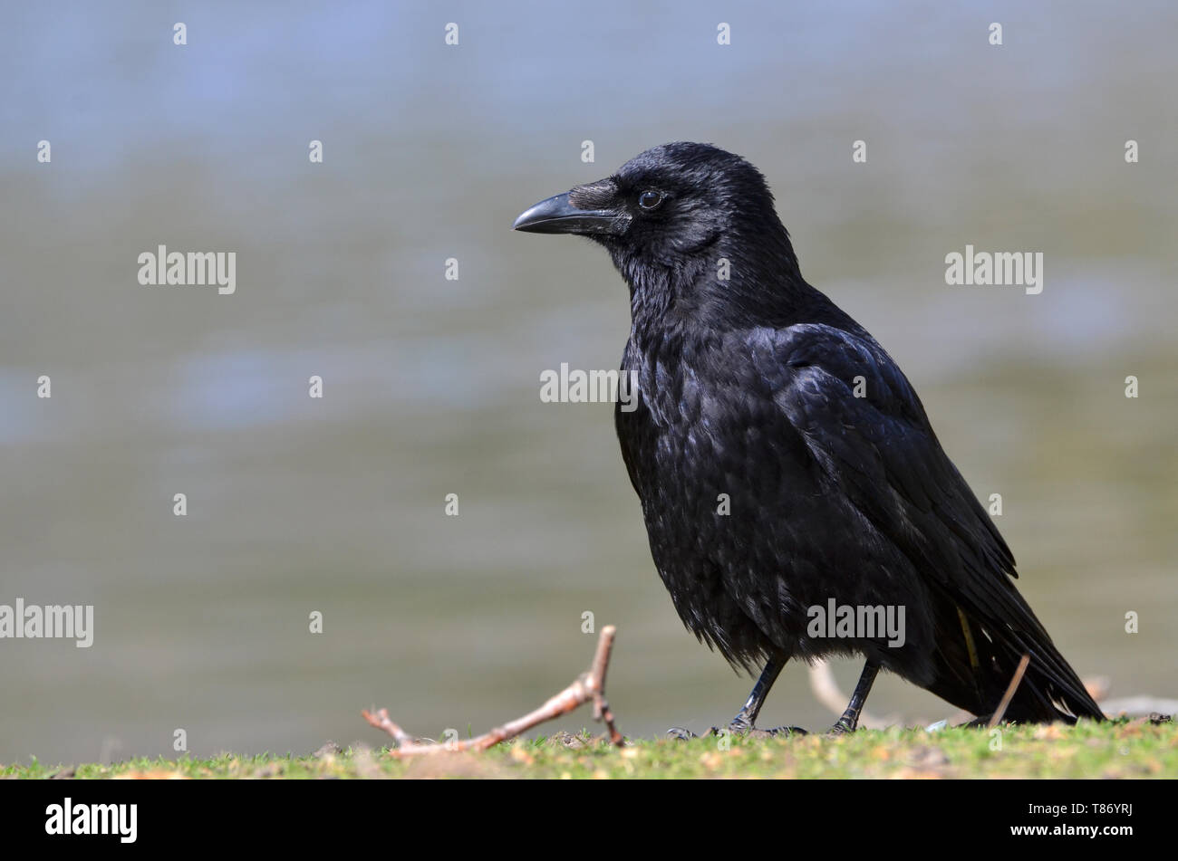 Black crow, Corvus corone, common crow Stock Photo - Alamy