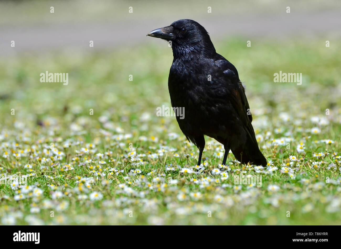 Black crow, Corvus corone, common crow Stock Photo - Alamy
