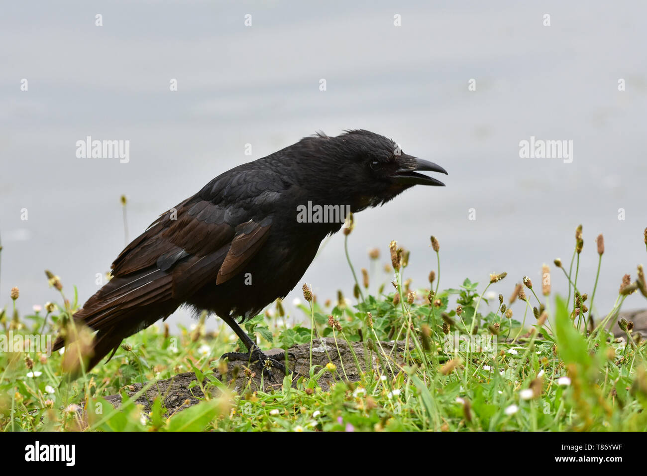 Black crow, Corvus corone, common crow Stock Photo - Alamy