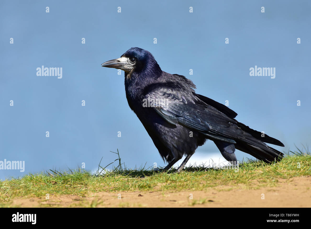 Flying corvus corone uk hi-res stock photography and images - Alamy